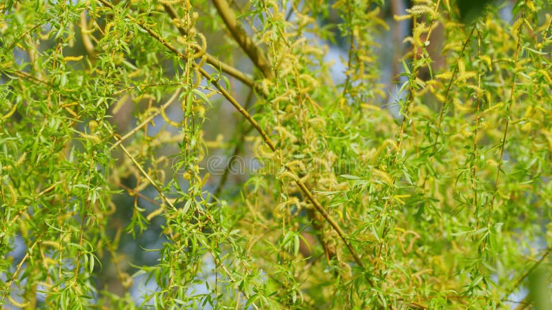 Weeping Willow Leaves. Weeping Willow Tree in Spring. Blooming Weeping ...