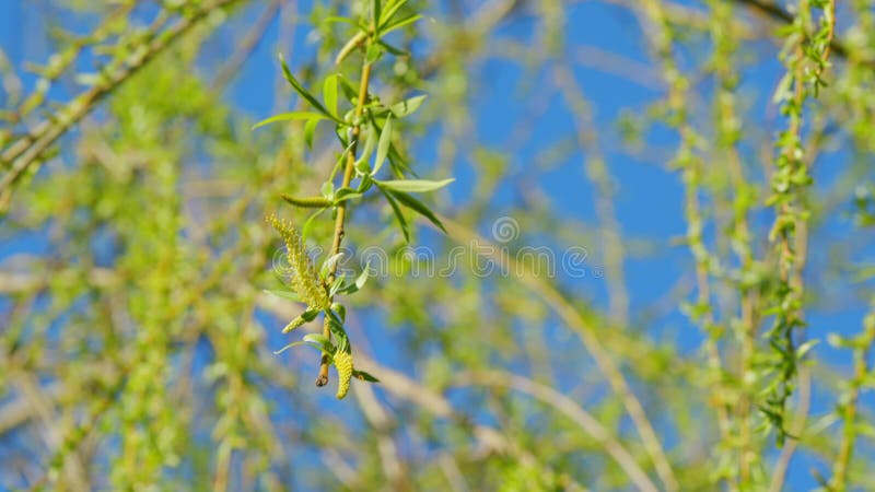 Weeping Willow Leaves. Weeping Willow Tree in Spring. Blooming Weeping ...