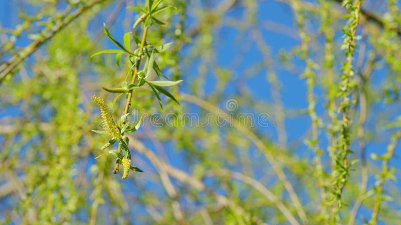 Weeping Willow Leaves. Weeping Willow Tree in Spring. Blooming Weeping ...