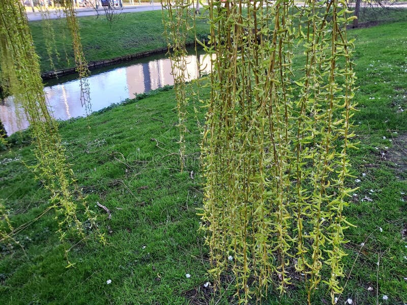Willow Tree Branches with Leaves. Stock Image - Image of garden ...