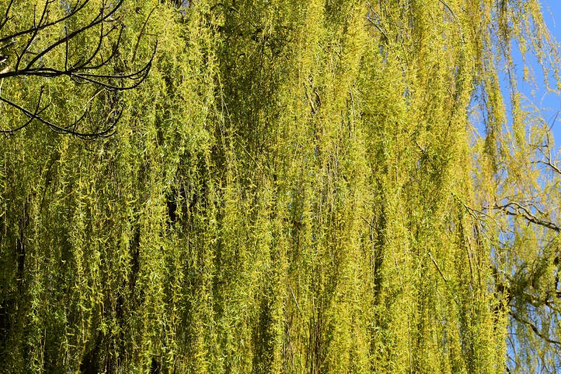 Weeping Willow Tree Branches with Leaves. Stock Photo - Image of ...