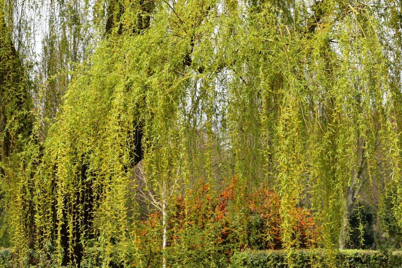 Weeping Willow Tree Branches with Leaves. Stock Photo - Image of close ...