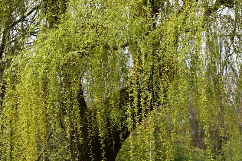 Weeping Willow Tree Branches with Leaves. Stock Photo - Image of fresh ...