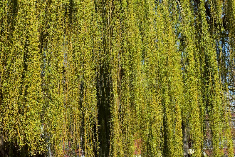 Weeping Willow Tree Branches with Leaves. Stock Photo - Image of family ...