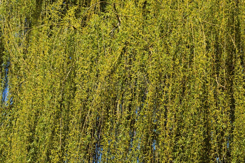 Weeping Willow Tree Branches with Leaves. Stock Image - Image of ...