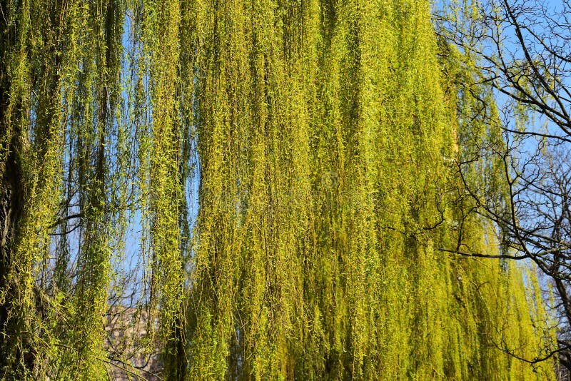 Weeping Willow Tree Branches with Leaves. Stock Photo - Image of garden ... Weeping Willow Tree Branches with Leaves. Stock Photo - Image of garden ...