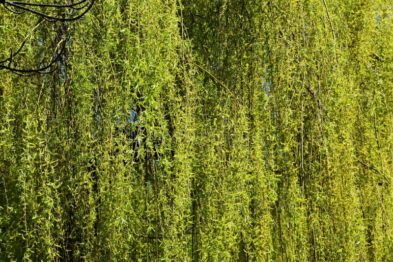 Weeping Willow Tree Branches with Leaves. Stock Photo - Image of ...