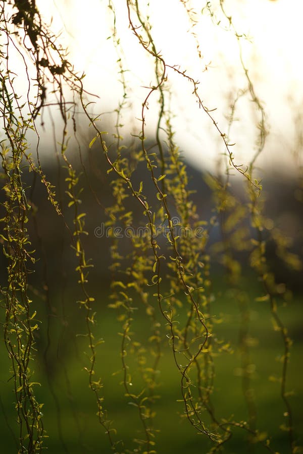 Close-up Weeping Willow Tree Branches with Young Green Leaves in Spring ...