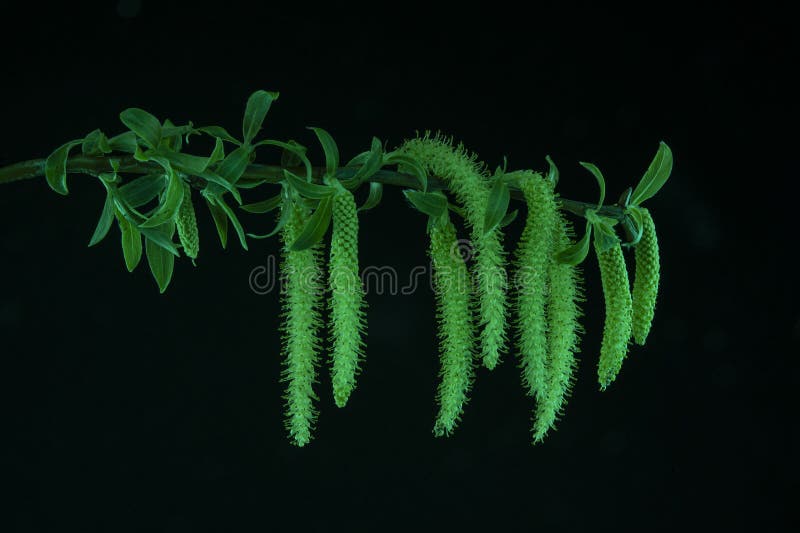 Close-up of Weeping Willow Flower Stock Image - Image of detail ...