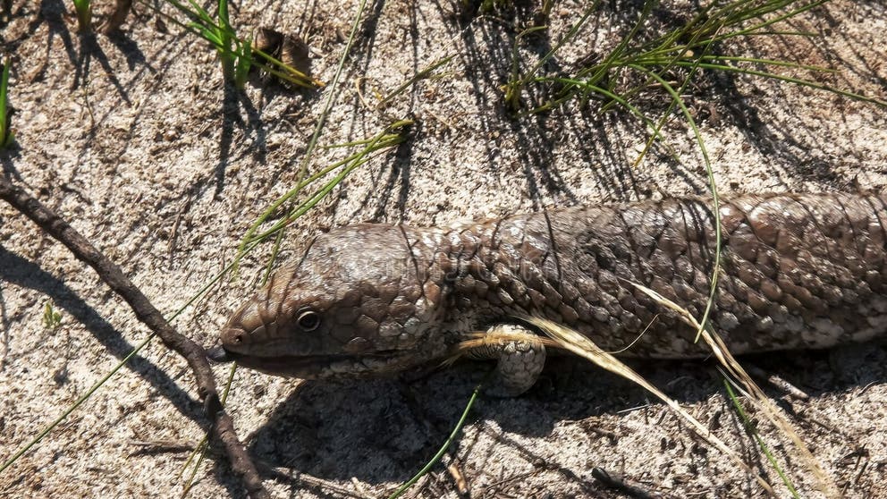 Close Up of a Western Australian Shingleback Lizard Stock Image - Image ...