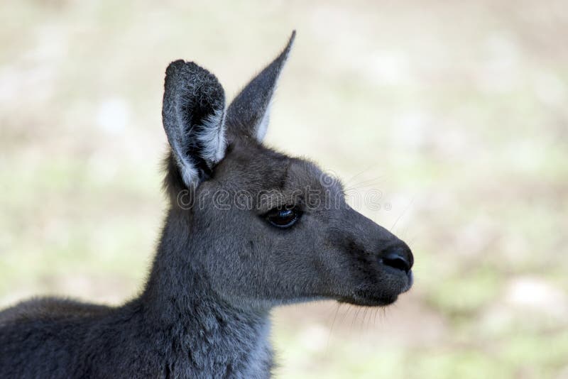 This is a Side View of a Western Grey Kangaroo Stock Image - Image of ...