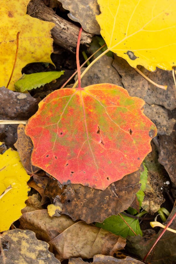 Close-up Of Wet Colorful Fallen Aspen Leaves In The Fall Stock Photo ...