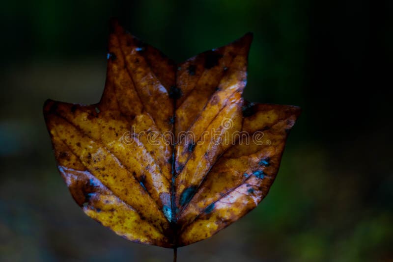 Close up a wet Fall Leaf stock photo. Image of closeup - 195108478