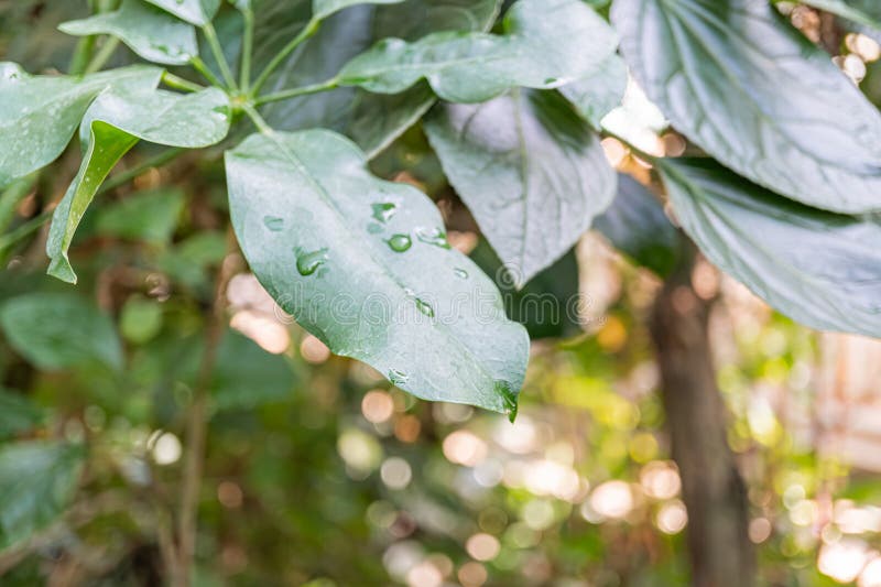 Close-up of a Wet, Glossy Leaf with Suspended Raindrops, Showcasing ...