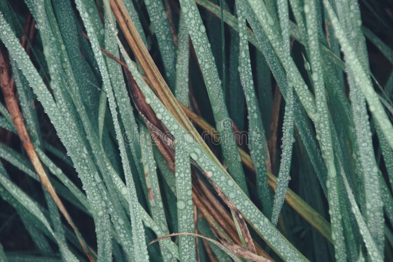 Close Up of Wet Green Grass during Fall Stock Photo - Image of green ...