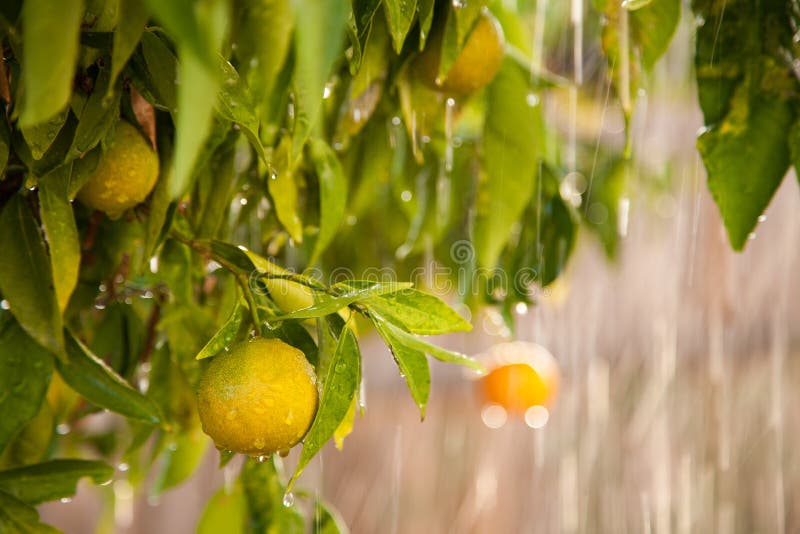 Close Up of Wet Mandarin Orange Tree Stock Photo - Image of dripped ...