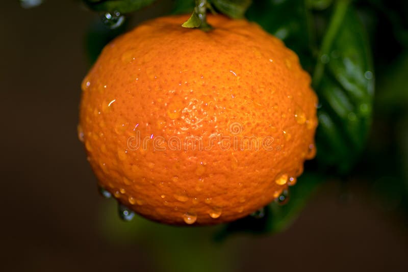 Close-up of a Wet Orange and Its Leaf Stock Image - Image of texture ...