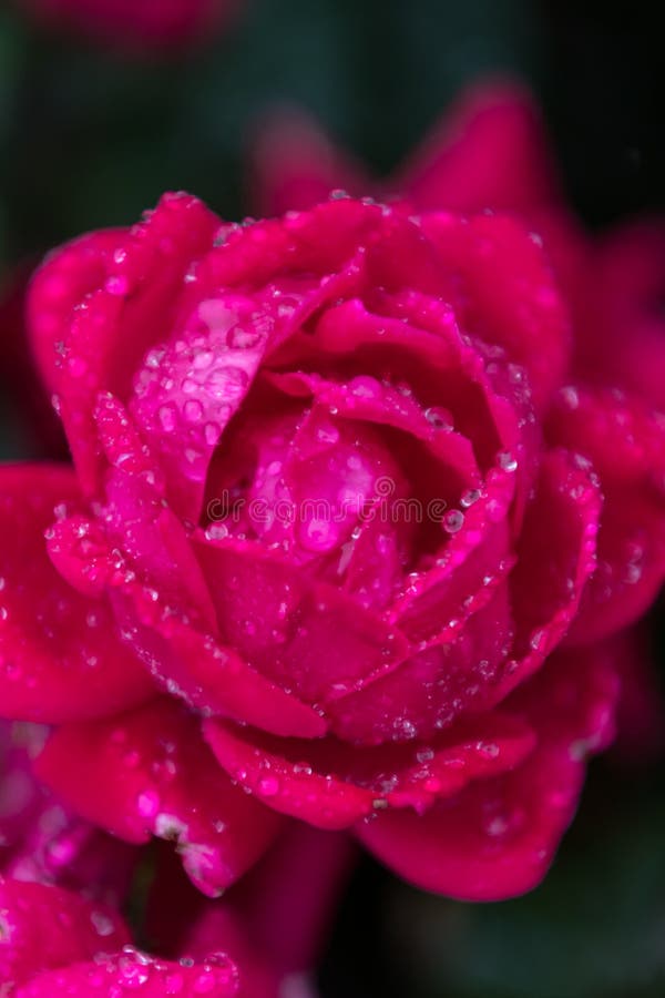 Close Up of Wet Pink Rose in the Rain Stock Photo - Image of rose ...