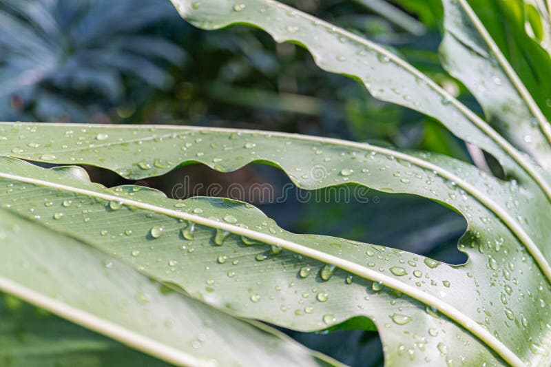 Close-up of a Wet, Textured Tropical Leaf Showcasing Light Play Stock ...
