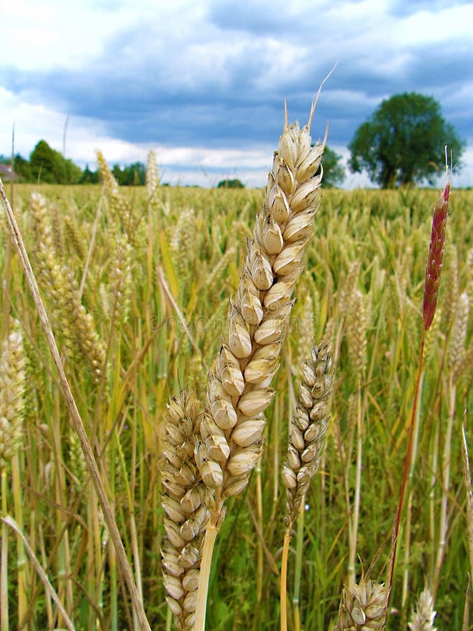 Close Up Photo Of Wheat Plant Picture. Image: 112565144