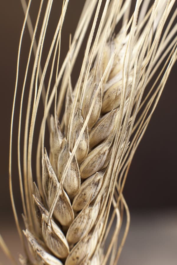 Close up from a wheat stock photo. Image of cereal, nature - 33190868