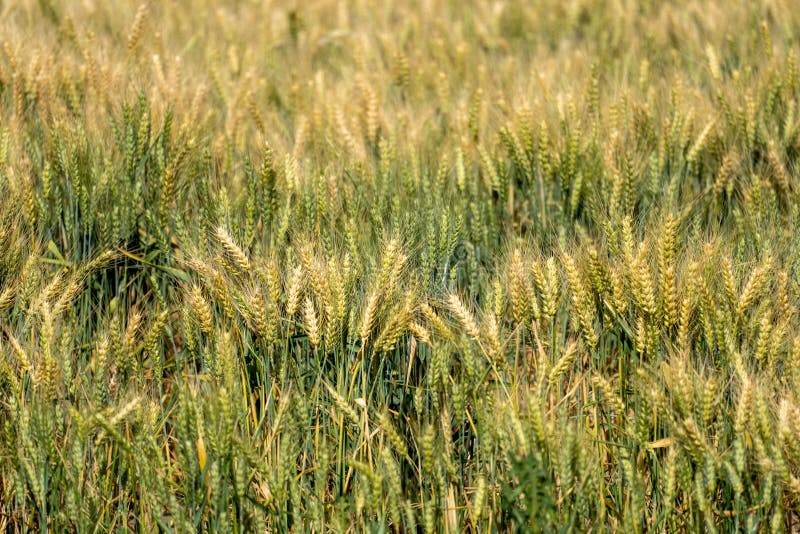 Close Up of Wheat Fields in a Farm in Eastern Washington State USA ...