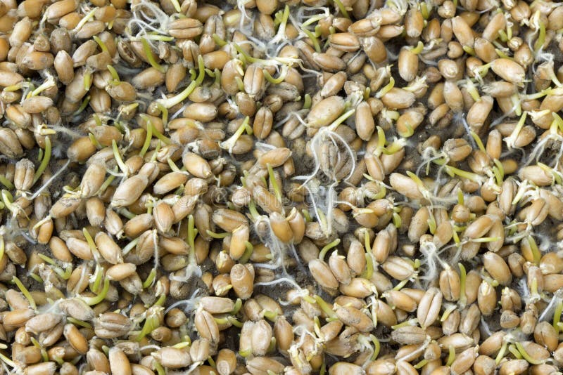 Wheat germ stock photo. Image of closeup, nutrition, fresh - 50222164