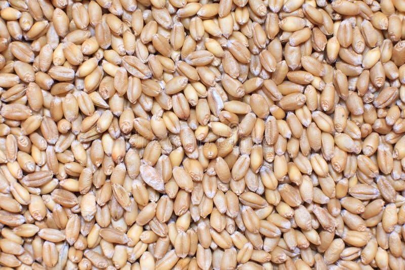Close up of wheat grains stock image. Image of close - 148265079
