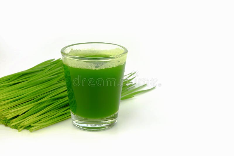 Close up wheat grass shot stock photo. Image of juice - 155825456