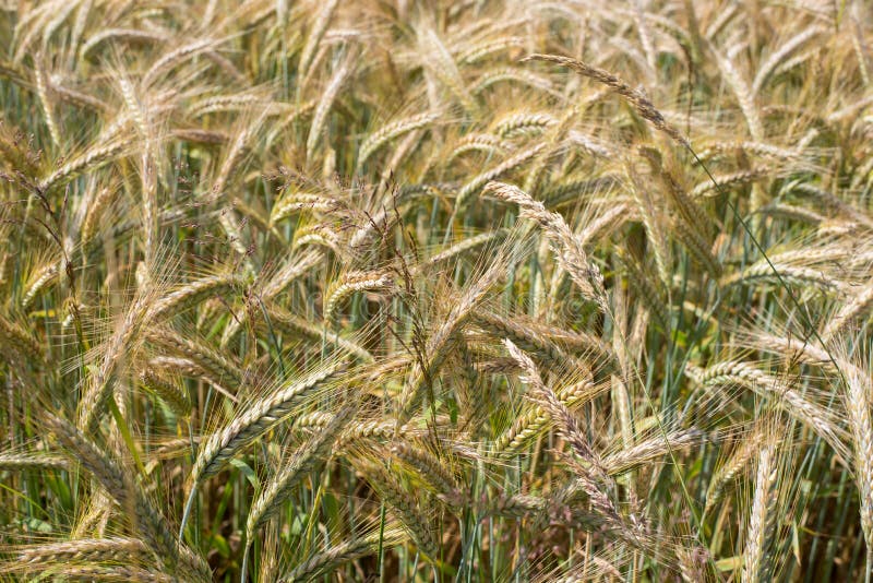 Close Up of Wheat Plants Shortly before Harvest Stock Photo - Image of ...