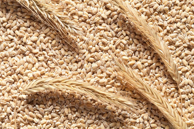 Wheat Seed Drying stock photo. Image of europe, heirloom - 59793592