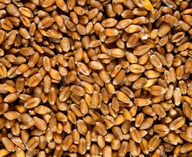 Close-Up of Wheat Seeds, Triticum Sp Stock Image - Image of shot ...