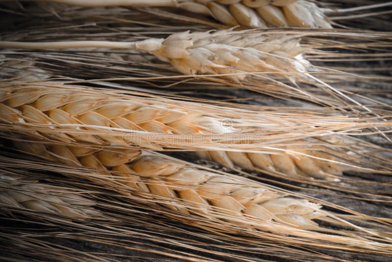 Close Up of Wheat stock image. Image of autumn, golden - 47666811