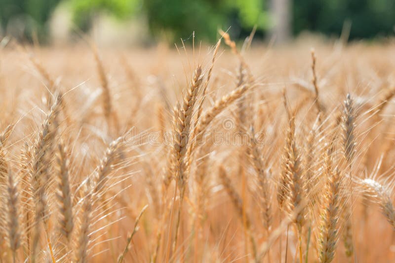 Close Up of Wheat Stem in Field during a Sunny Day Stock Image - Image ...