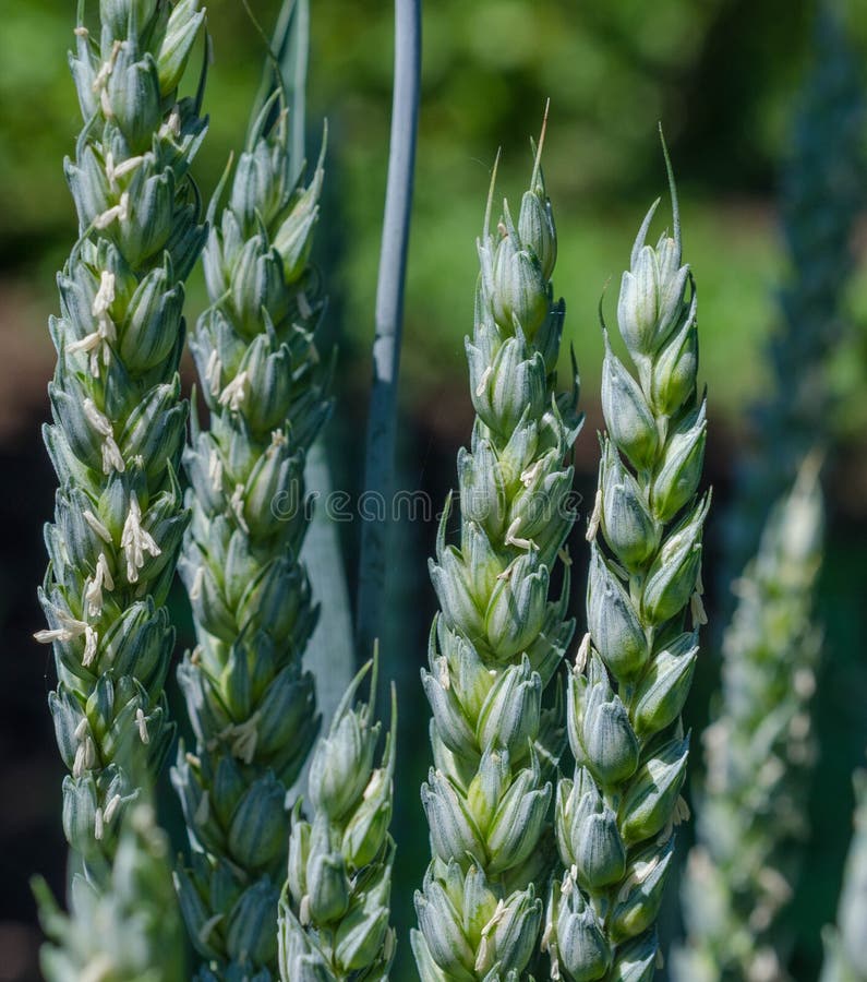 Close up of wheat stem stock photo. Image of farming - 94167398