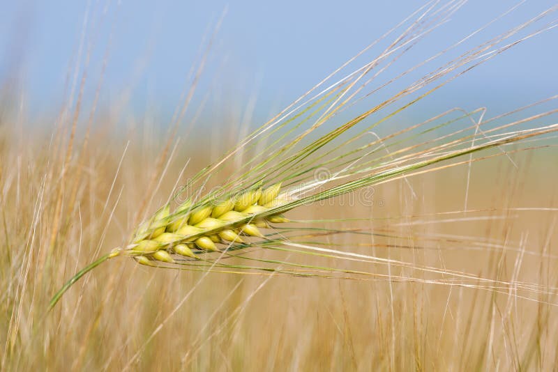 Close-up of Wheat Straw in the Field Stock Image - Image of agriculture ...