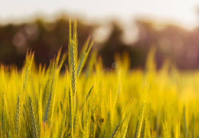 Close-up of Wheat Straw on Field Stock Photo - Image of food, gold ...