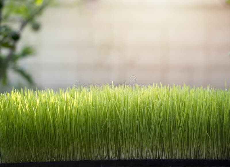 Wheatgrass Background Wallpaper Stock Image - Image of light ...