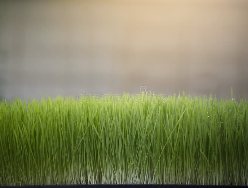 Wheatgrass Background Wallpaper Stock Image - Image of light ...