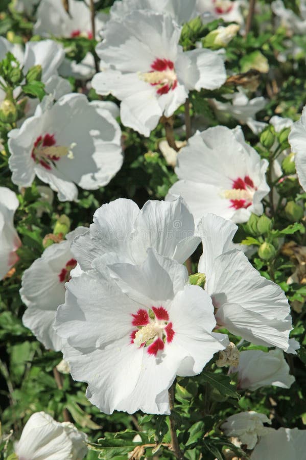Close-up of White Althea in Full Bloom Stock Photo - Image of plant ...