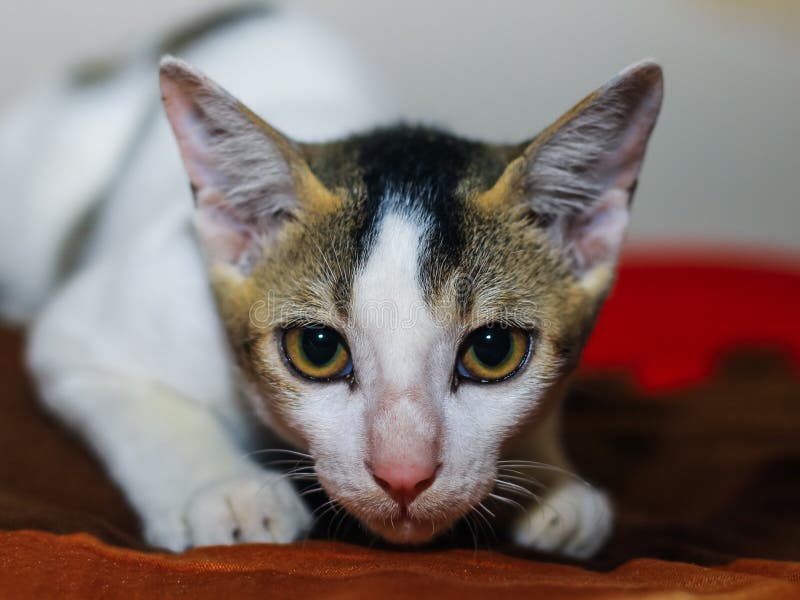 Close-up of White Asian Cat with Yellow Eyes with Green Background ...