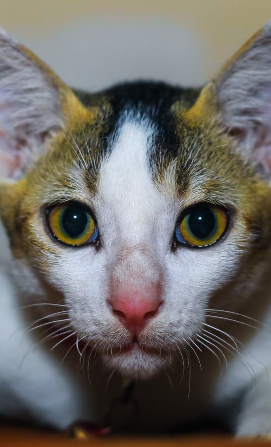 Close-up of White Asian Cat with Yellow Eyes with Green Background ...