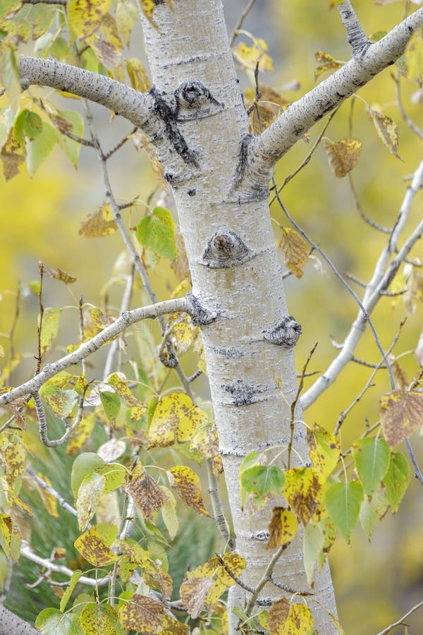 Close Up of White Barked Tree. Stock Photo - Image of barked, season ...