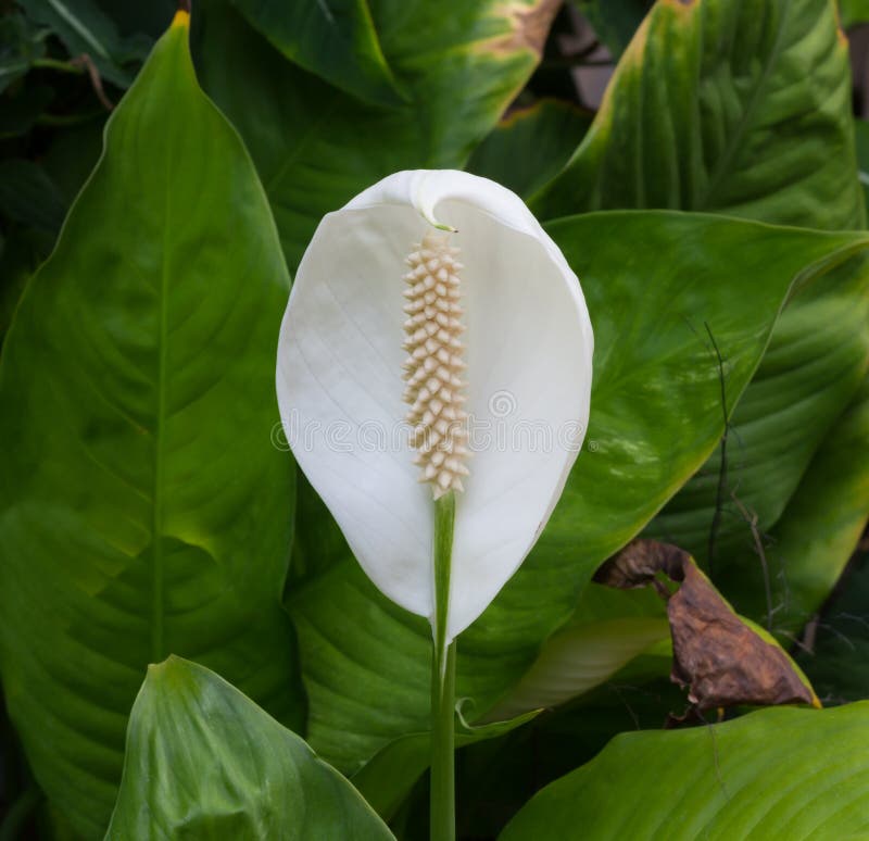 Close Up White Beautiful Spadix Flower Stock Image - Image of laceleaf ...