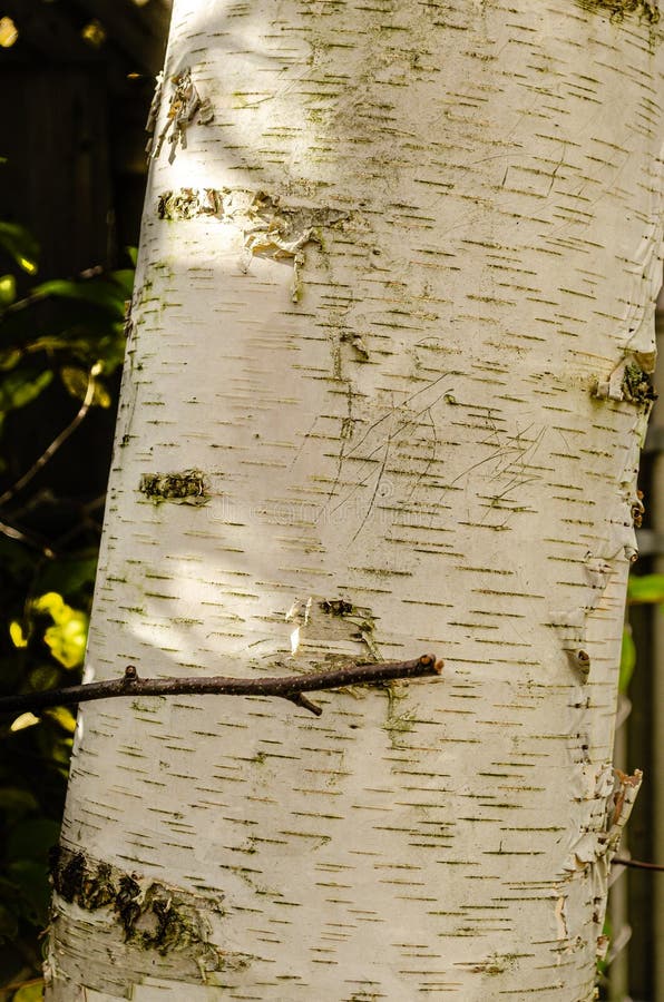 Close-up of a White Birch Bark Tree Trunk Showing Patches of Moss Stock ...