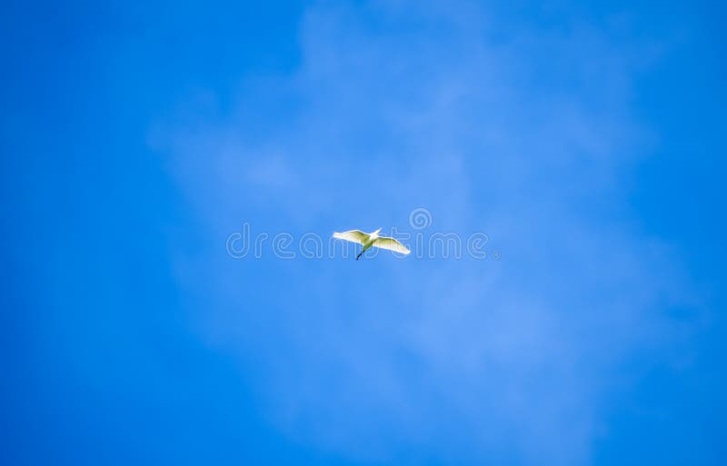 Close Up of White Bird in the Sky Stock Photo - Image of flying, light ...