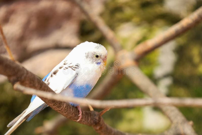 Close-up of a White and Blue Parakeet Perched on a Tree Branch Stock ...