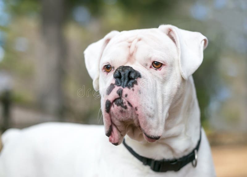 Close Up of a White Boxer Mixed Breed Dog Stock Photo - Image of ...