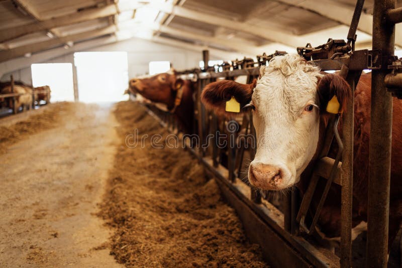 Close-up of a White and Brown Cow Muzzle with Identification Tags in a ...