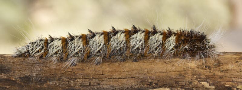Close-up of Woolly-necked Stork Stock Photo - Image of kwazulu, tamboti ...